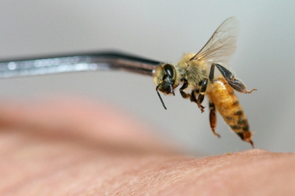 ¿Cómo tratar la alergia al veneno de abejas? - Sociedad Colombiana De ...
